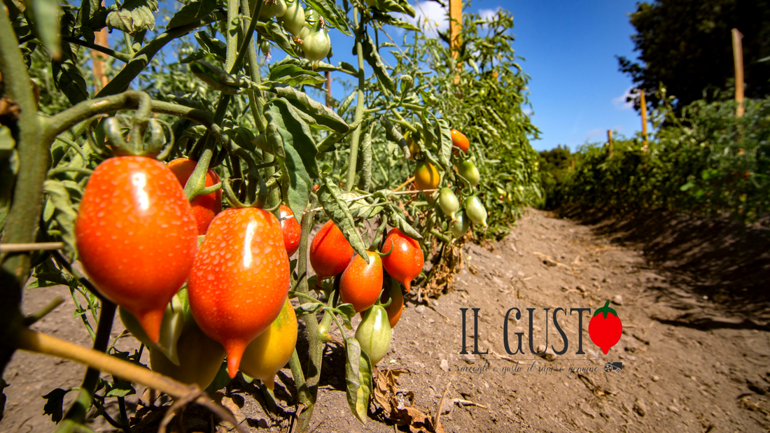 Il gusto pomodoro – terrazzaduegolfi